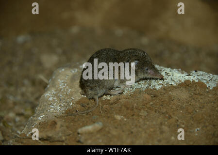 Mouse, or Forest, Shrew (Myosorex varius), Loxton, Karoo, Northern Cape ...