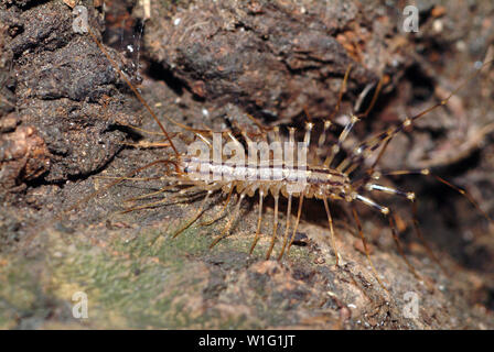 house centipede, Scutigera coleoptrata, Spinnenläufer Stock Photo - Alamy