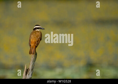Great kiskadee (Pitangus sulphuratus) on a citrus tree in Costa Rica ...