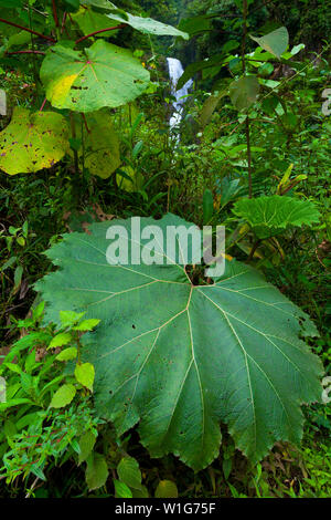 PARAGUAS DE POBRE - GIANT RHUBARB (Gunnera insignis) Sarapiqui, Costa ...