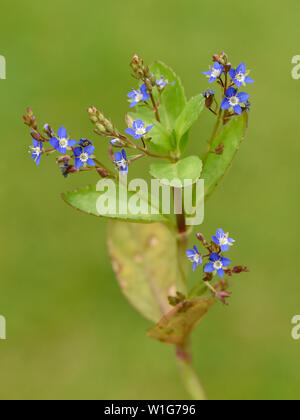 Bachbunge, Bach-Ehrenpreis, Veronica, beccabunga, Wasserpflanze ...