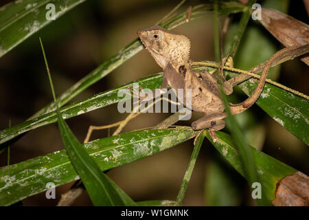Basilisk Lizard, also known as the 'Jesus Lizard' for its ability to ...