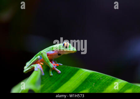 Agalychnis annae, Golden-eyed Leaf Frog, Amphibian, Hylidae, Tree ...