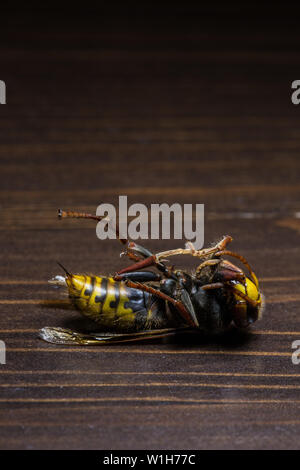 Close up of dead hornet lying on white background Stock Photo - Alamy