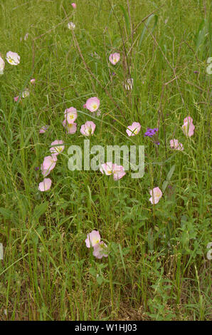 Blooming colourfully on a roadside grass verge in a rural area of ...