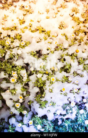 Early flowers oof the spring under snow in a garden Stock Photo - Alamy