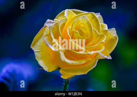 Soft yellow flowers of the English Rose 'Charlotte' Stock Photo - Alamy