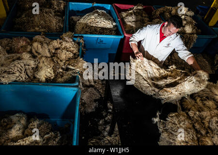 A British wool sorter grading and sorting wool Stock Photo - Alamy