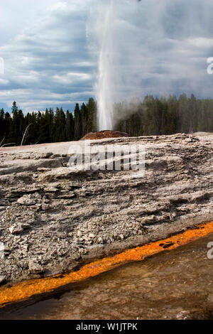 The Pink Cone Geyser erupts in the Lower Geyser Basin at the ...