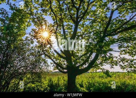 Summer at the lake, Germeringer See in Germering, Germany Stock Photo ...
