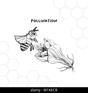 Pollination process hand drawn vector illustration. Honey product store ...