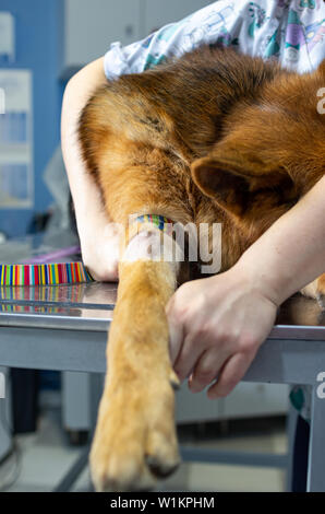 Intravenous catheter in the cephalic vein of a dog in a preoperatory ...