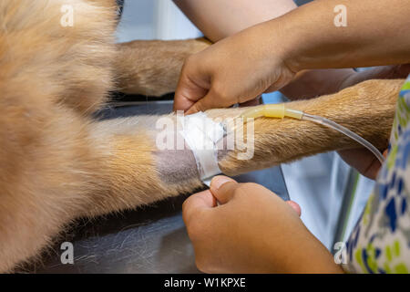 Intravenous catheter in the cephalic vein of a dog in a preoperatory ...
