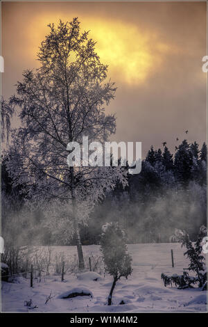 dawn fog snow wood mist Stock Photo - Alamy