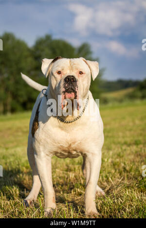 Proud and strong American Bulldog male dog standing Stock Photo - Alamy