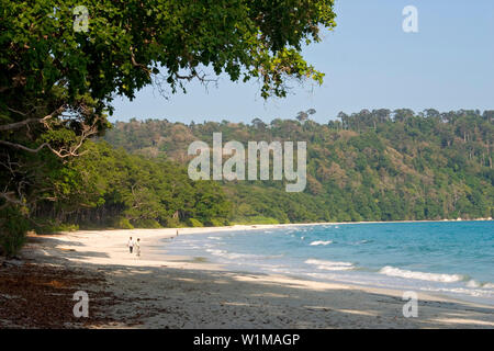 Coastal rainforest, Havelock Island, India Stock Photo - Alamy