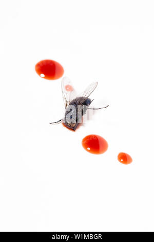 Fly and Blood Droplets Stock Photo - Alamy
