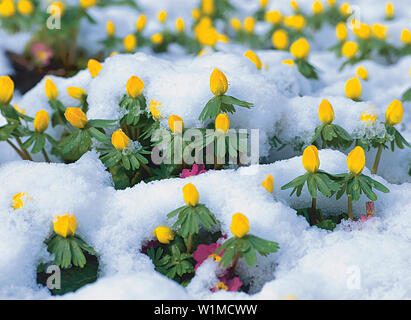 Blume, Winterlinge im Schnee Stock Photo: 4371282 - Alamy