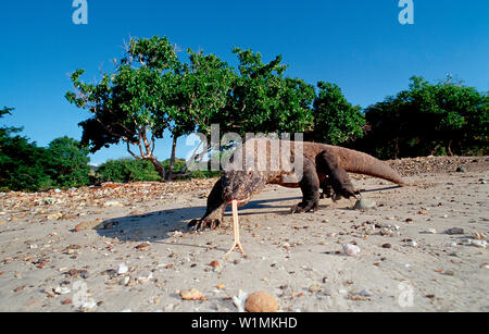 This Komodo dragon, Varanus komodoensis, is dipping its feet in the ...