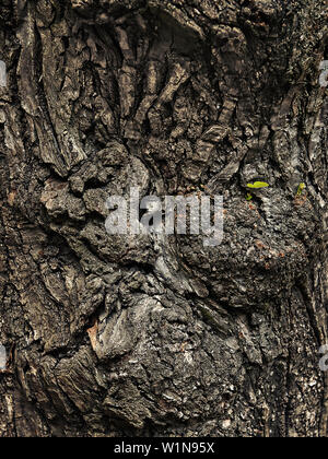 Brown tree bark with burls, bark, wood texture, background, Germany ...