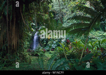 Vaipahi Waterfall, Tahiti French Polynesia Stock Photo - Alamy