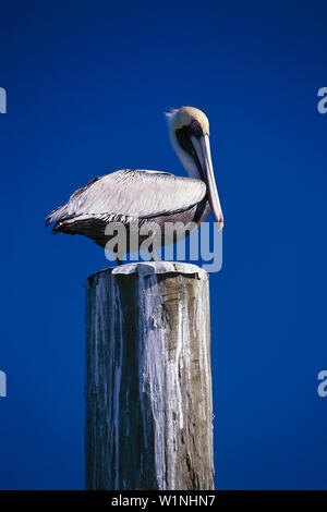 Pelican on a pier, Miami Florida, USA Stock Photo - Alamy