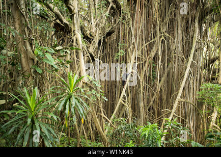 Giant banyan tree at the Island of Tanna, Vanuatu, South Pacific ...