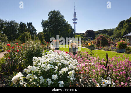 roses, garden in Hamburg, Germany Stock Photo - Alamy