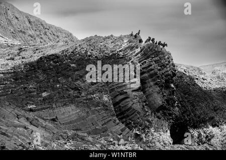 Contorted basalt columns on the Isle of Staffa near landing jetty ...