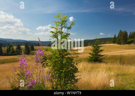 Willow-herb, Rennsteig hiking trail, near Stuetzerbach, nature park ...