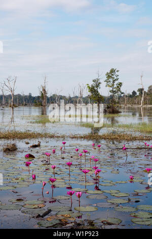 lotus bloom at angkor wat Stock Photo - Alamy