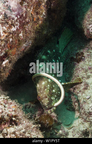 Starry Grouper captures Garden Eel, Epinephelus labriformes, Cabo Pulmo ...
