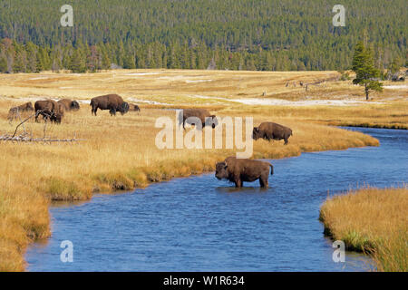 Nez Perce River with Buffalo Yellowstone National Park WY Stock Photo ...