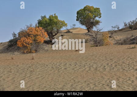 Group of desert poplar-Populus euphratica trees. Keriya county-Xinjiang ...