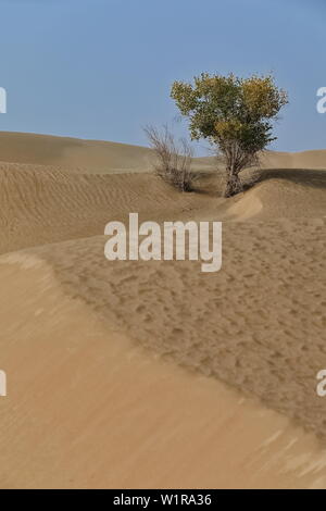 Several isolated desert poplar-Populus euphratica trees. Keriya county ...