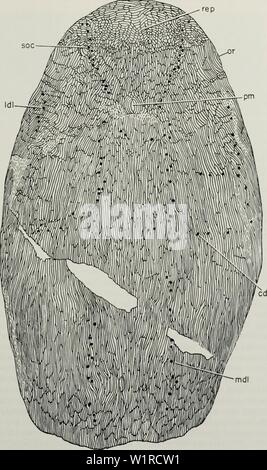 . The Cyathaspididae; a family of Silurian and Devonian jawless ...