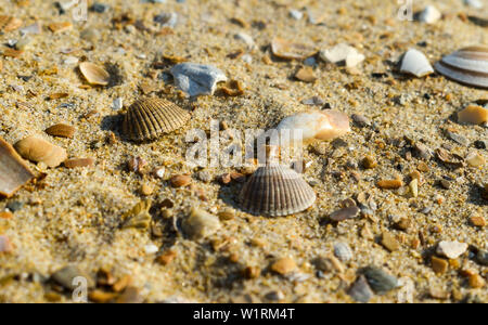 Beach scene of conch shells in Ambergris Caye, Belize, in the Caribbean ...