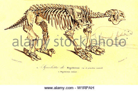 Megatherium Stock Photo - Alamy