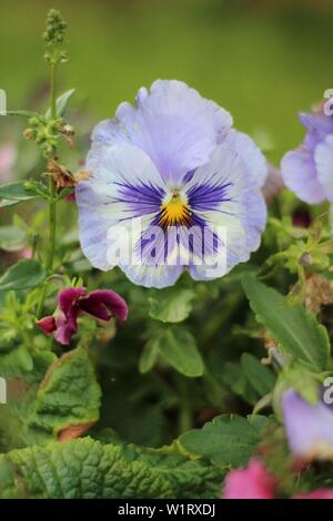 Pansy in a British Garden Stock Photo - Alamy
