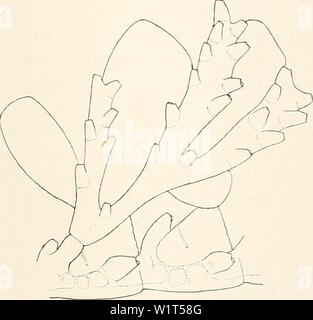 A report from the Danish Ingolf Expedition, detailing marine life in ...