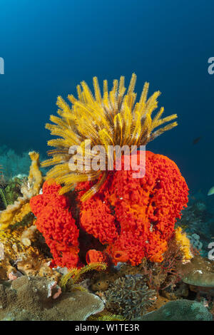 Yellow Crinoid on Sponge, Comanthina schlegeli, Melanesia, Pacific ...