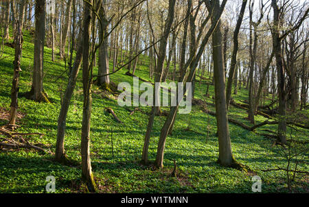 Wild garlic, Steigerwald Nature Park, Lower Franconia, Bavaria, Germany ...