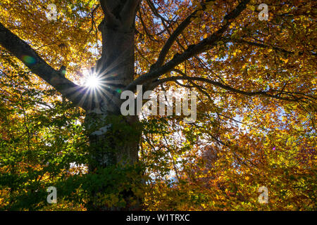autumn, beech tree, Upper Bavaria, Germany, Europe Stock Photo - Alamy