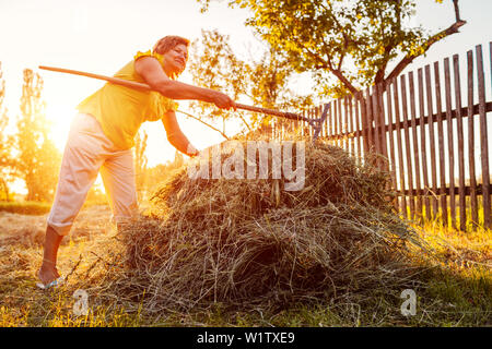 Farmer woman gathers hay with pitchfork at sunset in countryside ...
