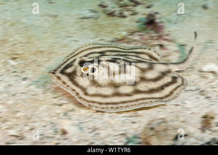 Bullseye Round Stingray, Urobatis concentricus, La Paz, Baja California ...