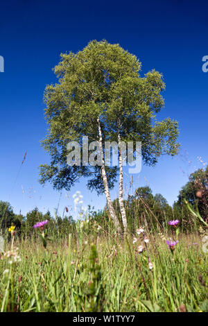Moor birch trees (Betula pubescens), Birkenbruch Forest, autumnal ...