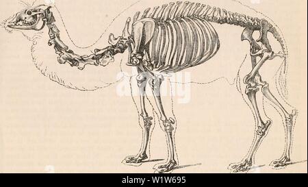 Water cells of the camel stomach Stock Photo - Alamy