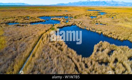 Marshes and Reeds wetland from top view aerial drone photo shoot. This ...