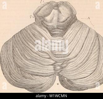 Inferior surface of the cerebellum Stock Photo - Alamy