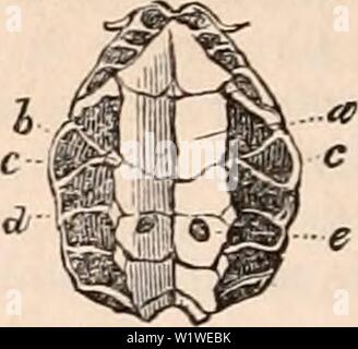 Vintage illustration of anatomy of anterior thoracic cage with muscles ...